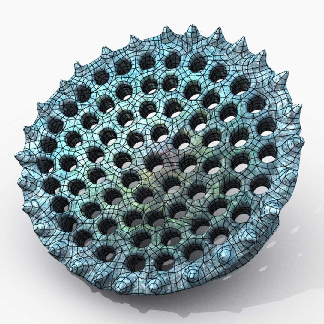 3d Model Protist Diatom