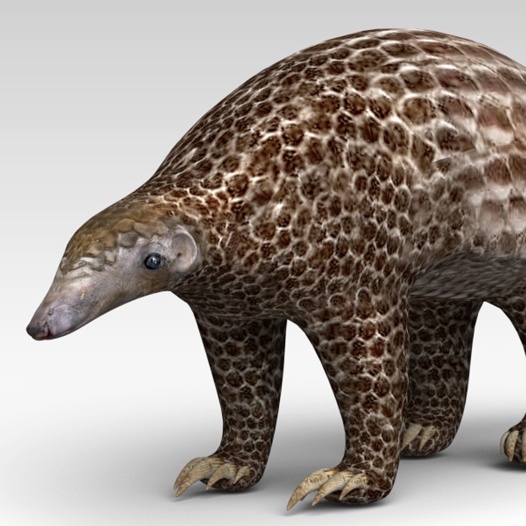 Pangolin 3D Model - TurboSquid 1334350
