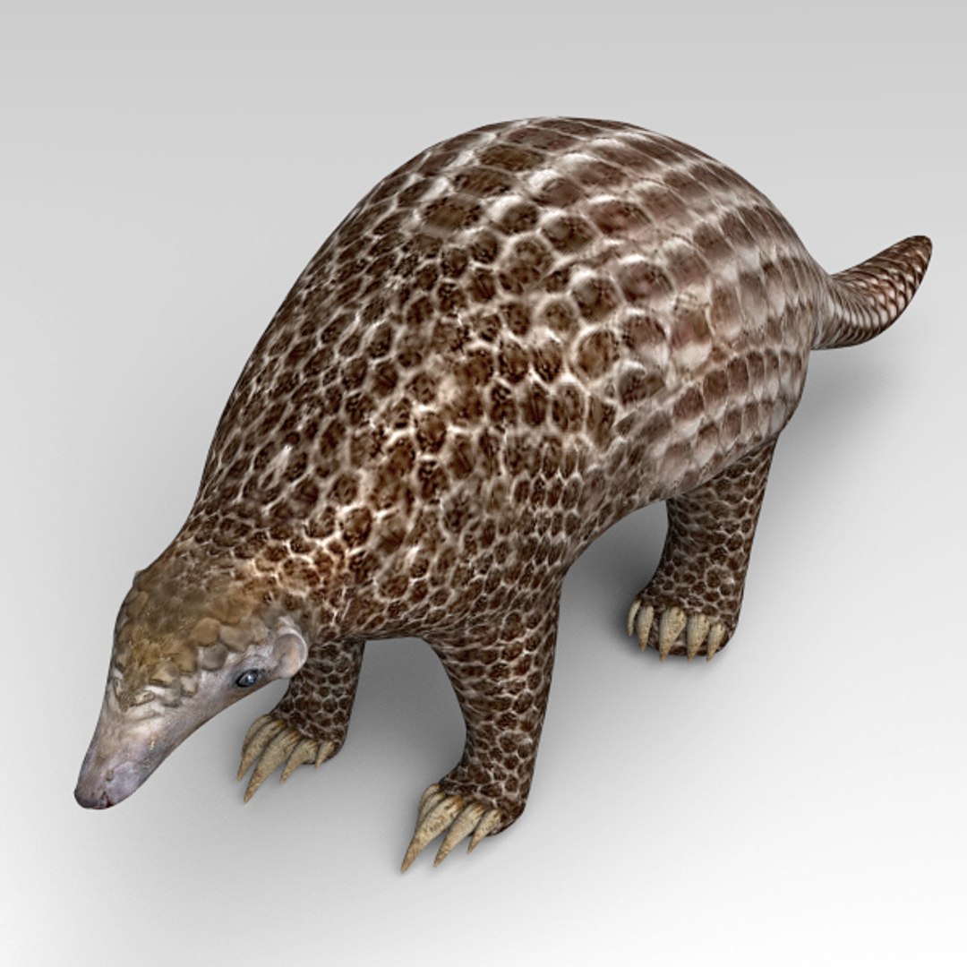 Pangolin 3D Model - TurboSquid 1334350