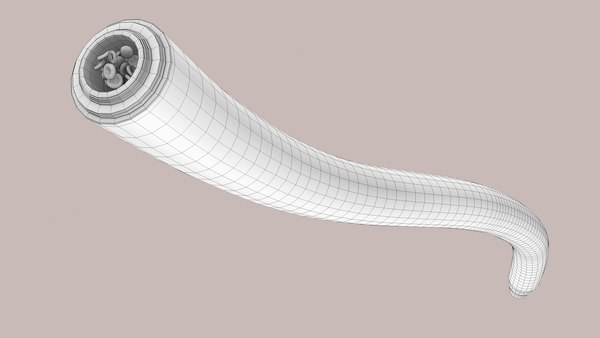 Artery structure blood cells 3D model - TurboSquid 1607504