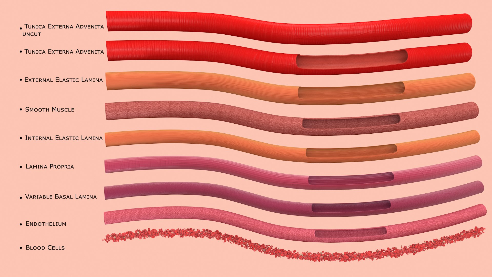 Artery structure blood cells 3D model - TurboSquid 1607504