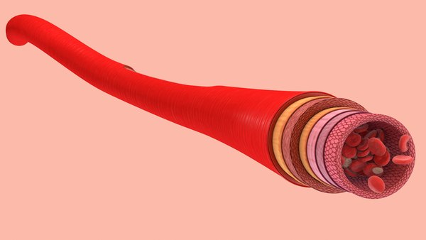 Artery structure blood cells 3D model - TurboSquid 1607504