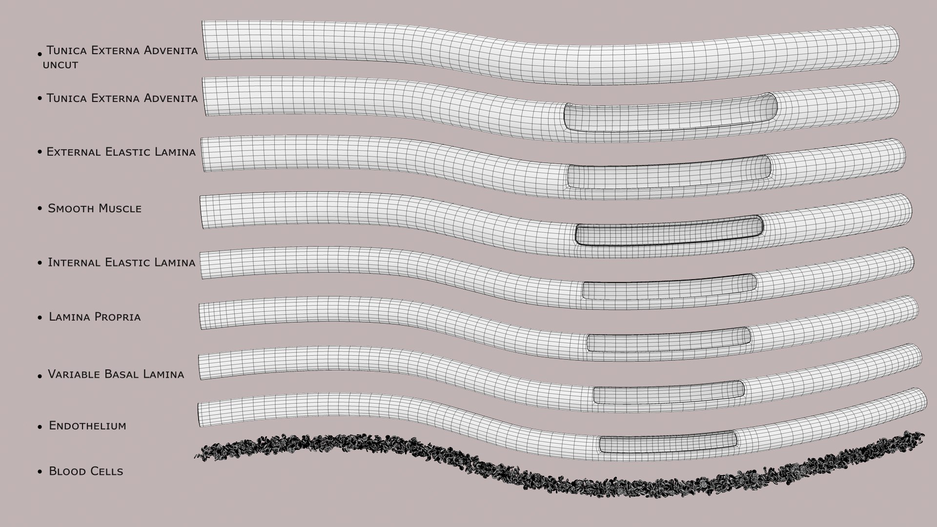Artery structure blood cells 3D model - TurboSquid 1607504