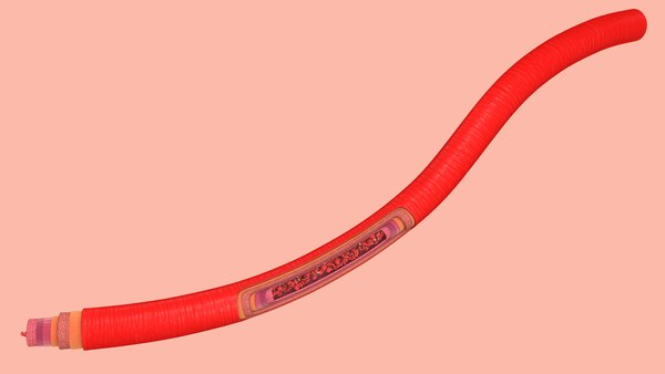 Artery structure blood cells 3D model - TurboSquid 1607504