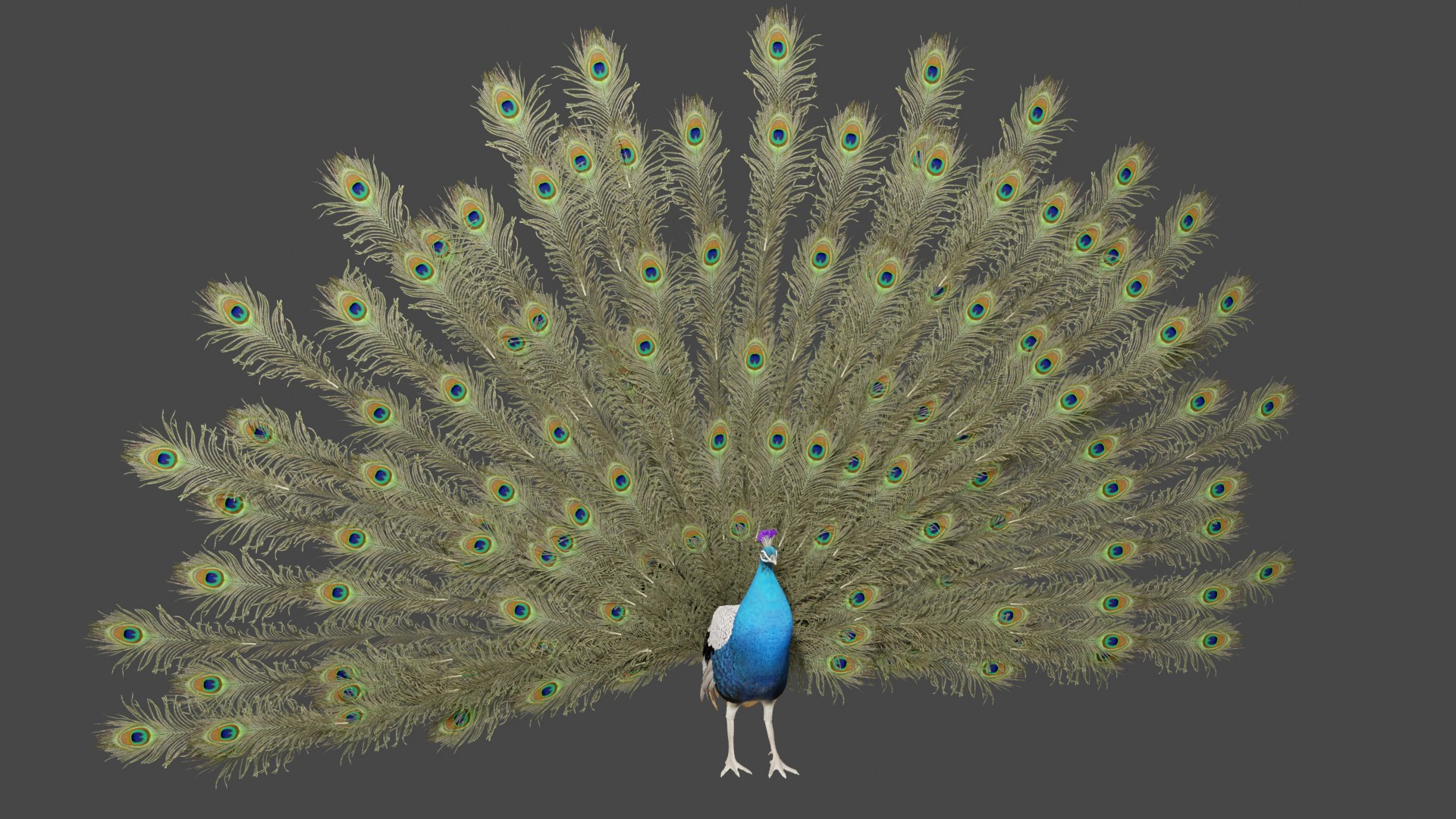 Aniamted Peacock 3D Model - TurboSquid 2152759