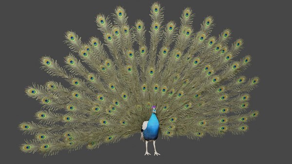 modelo 3d pavo real animado - TurboSquid 2152759