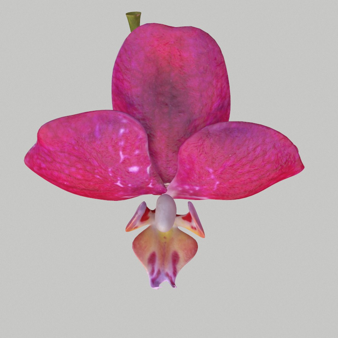 3d Model Orchid Flowers