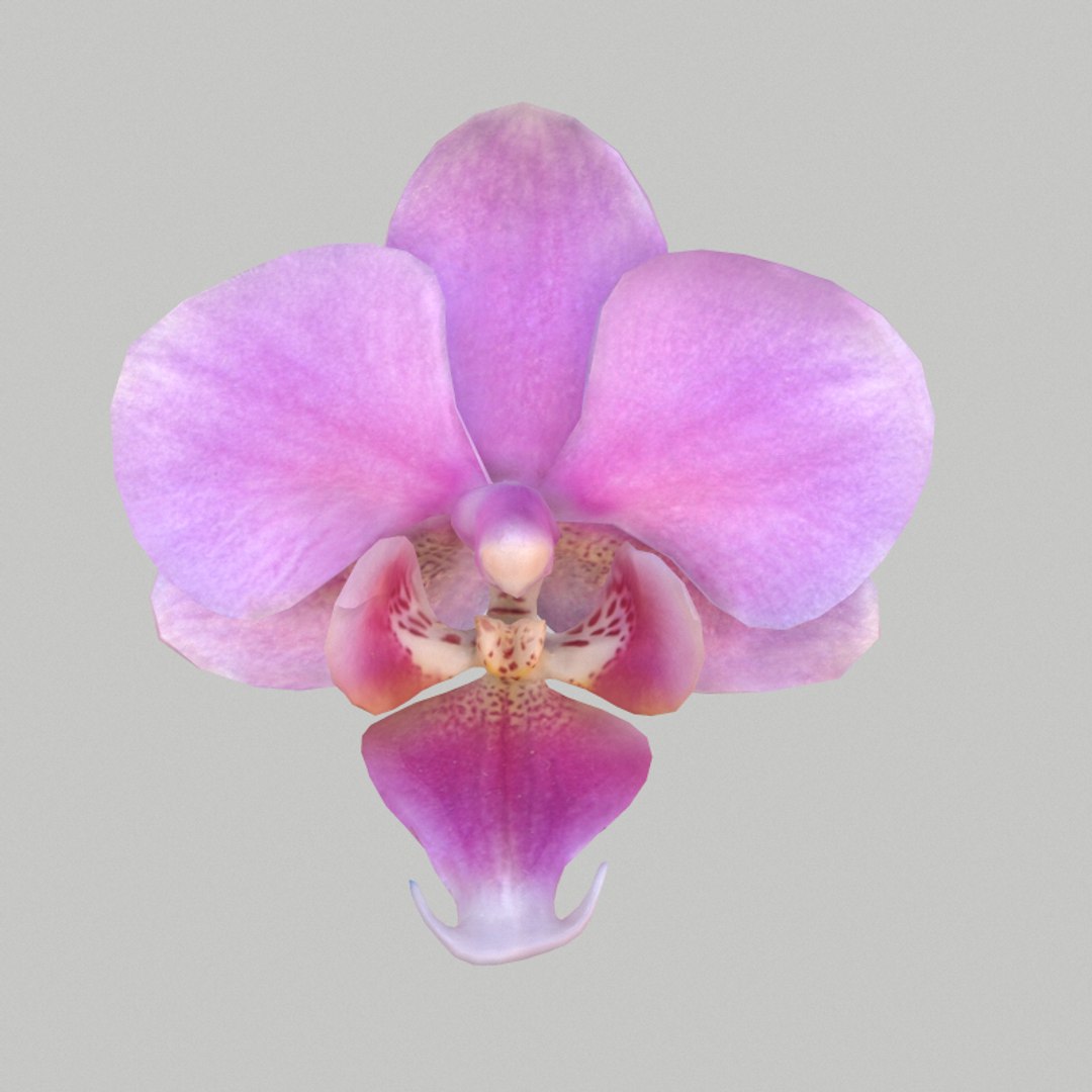 3d model orchid flowers