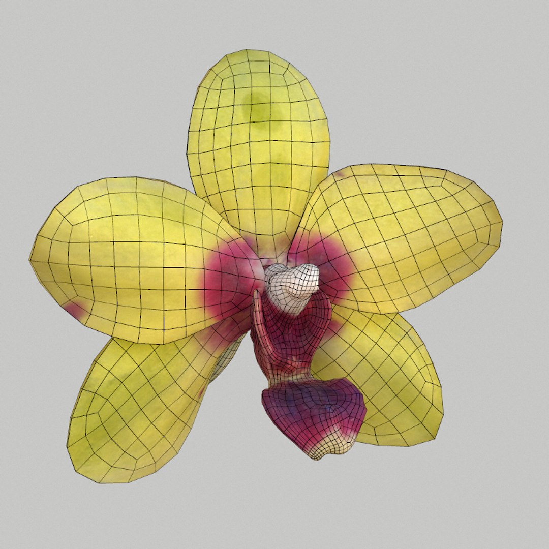 3d model orchid flowers
