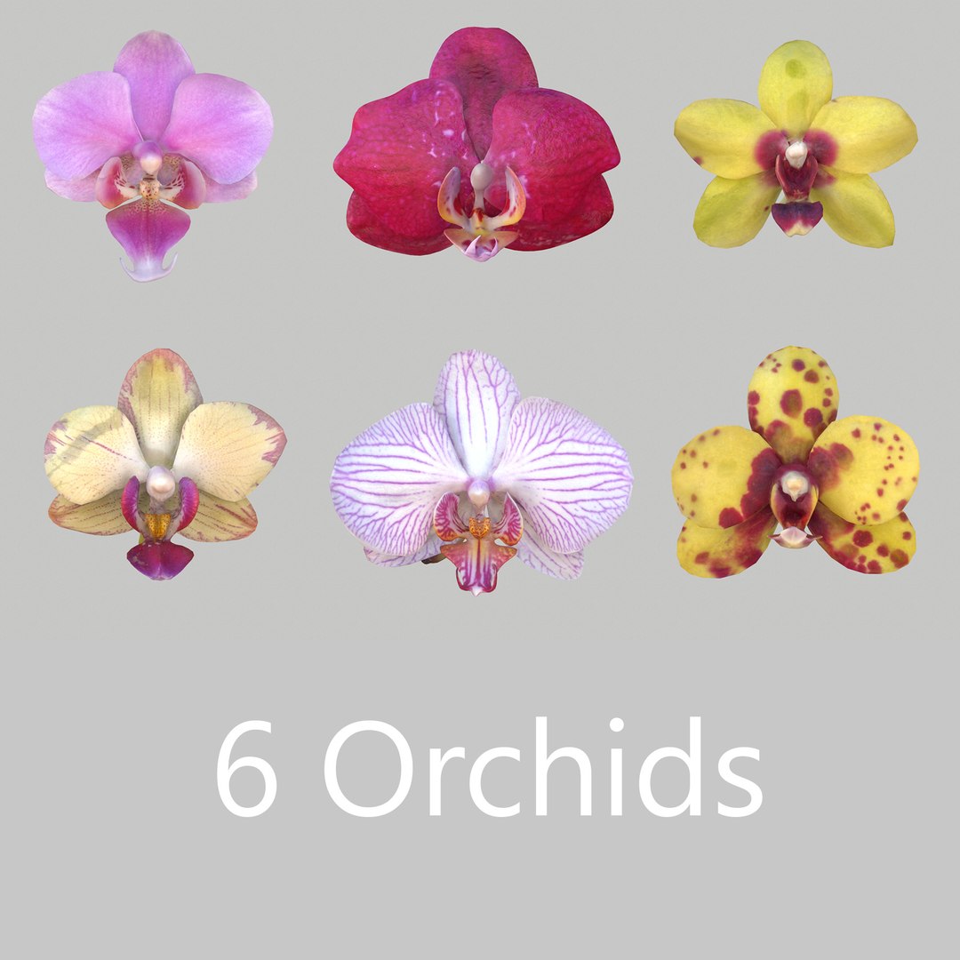 3d Model Orchid Flowers
