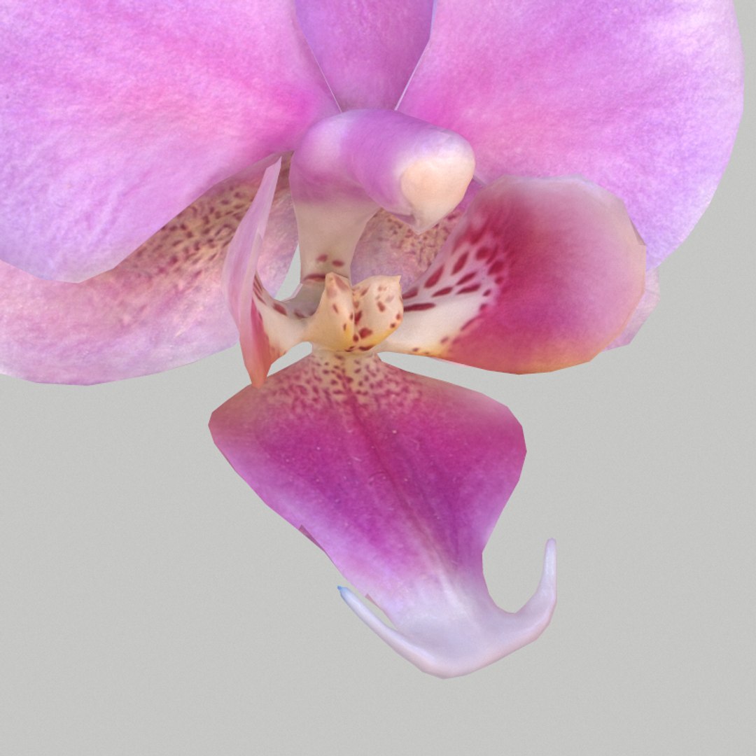 3d model orchid flowers