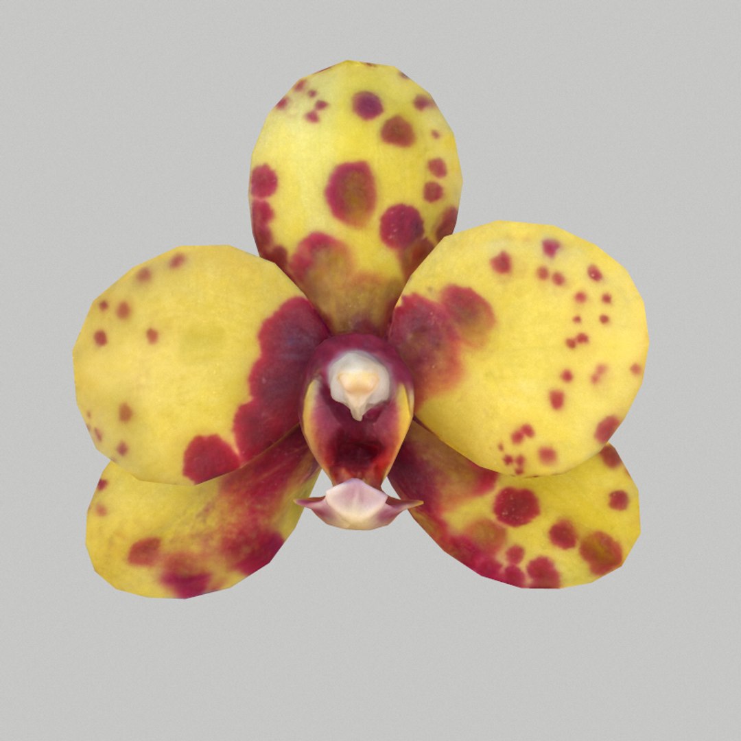 3d Model Orchid Flowers