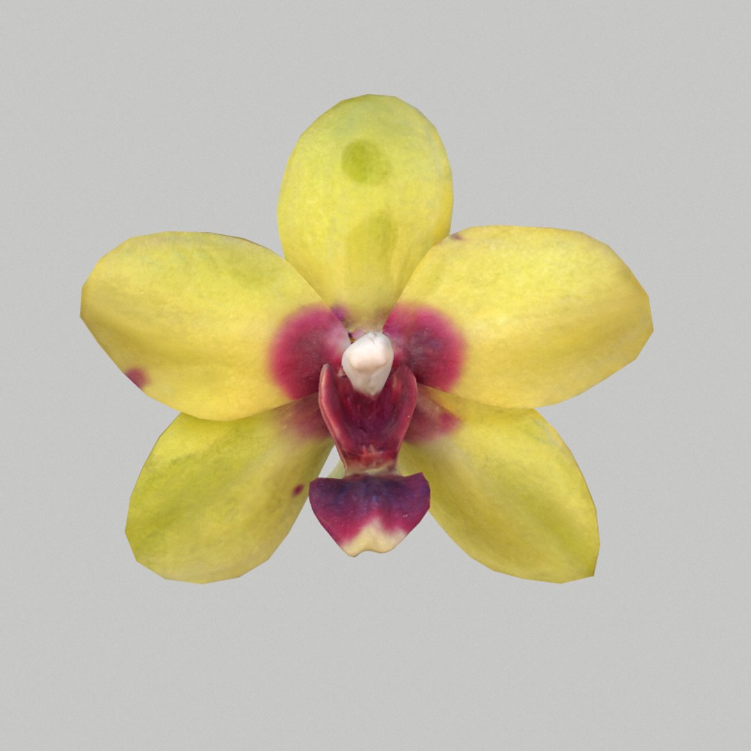 3d model orchid flowers