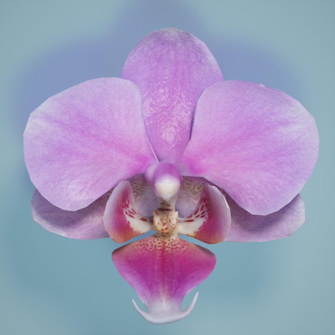3d Model Orchid Flowers