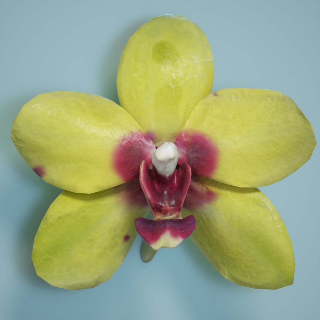 3d Model Orchid Flowers