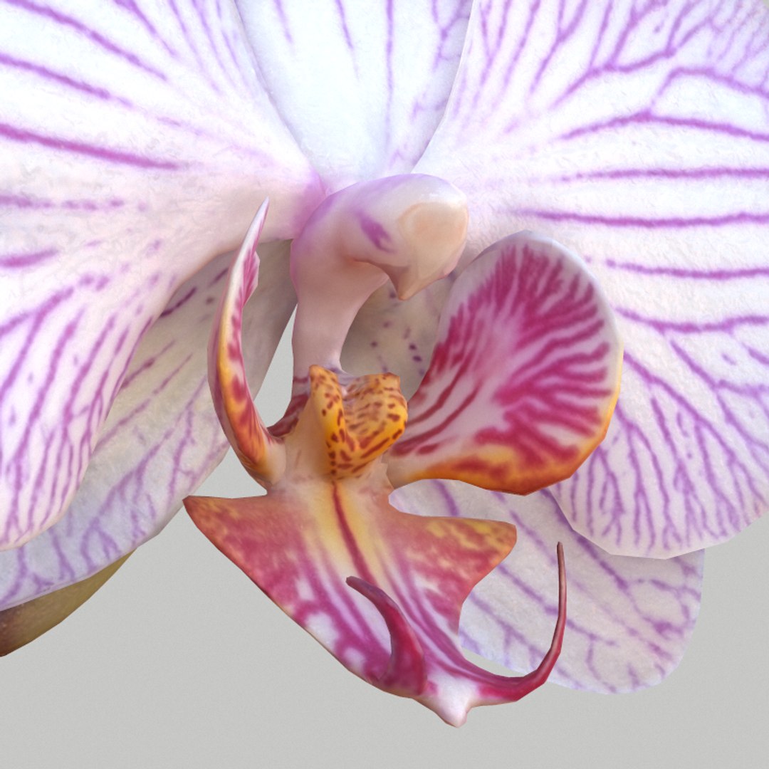 3d Model Orchid Flowers