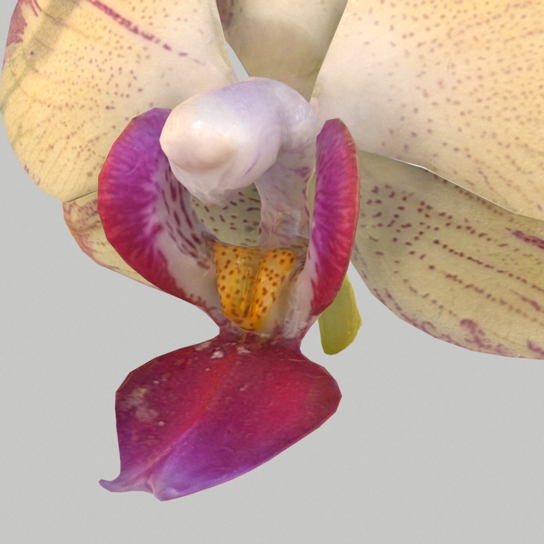 3d model orchid flowers