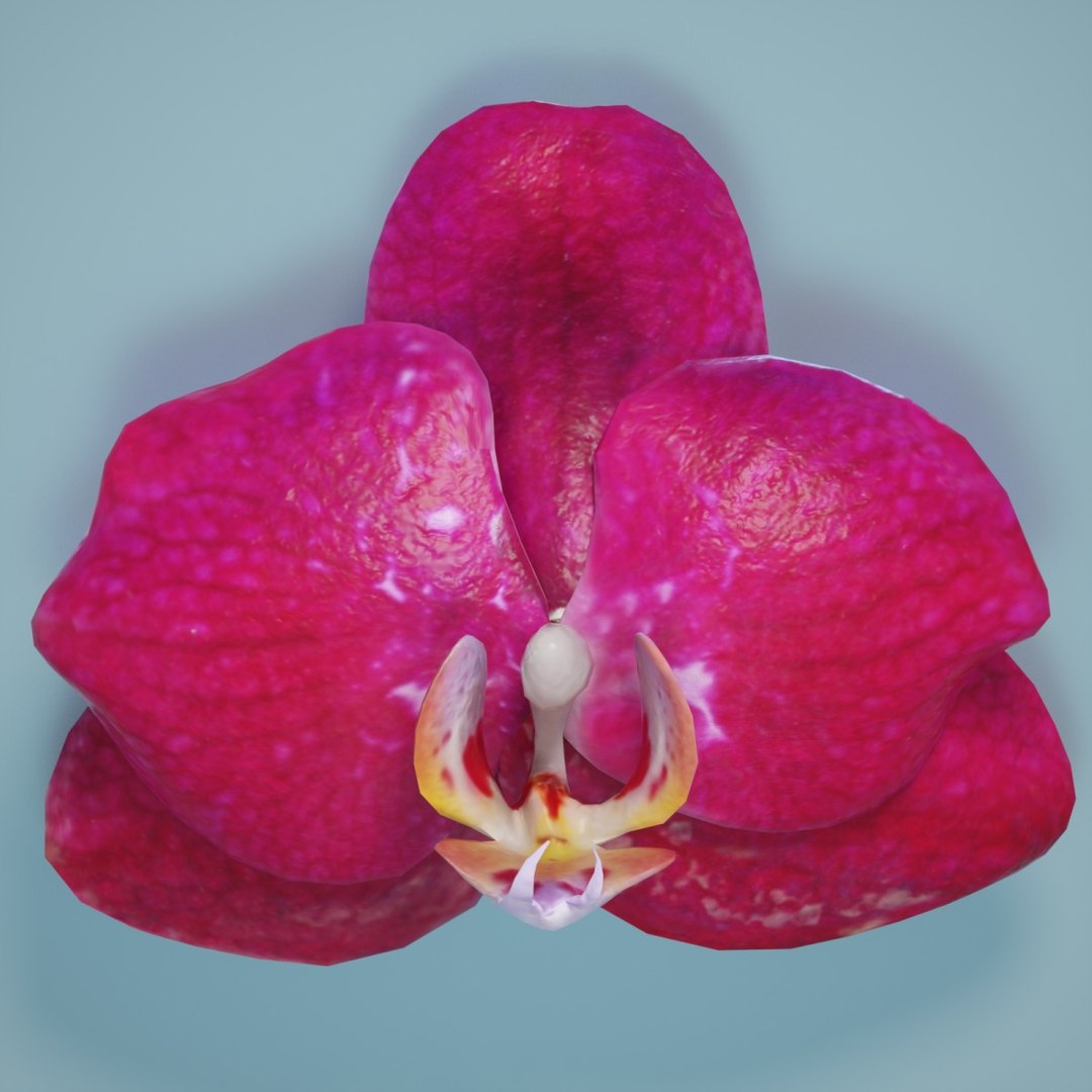 3d Model Orchid Flowers