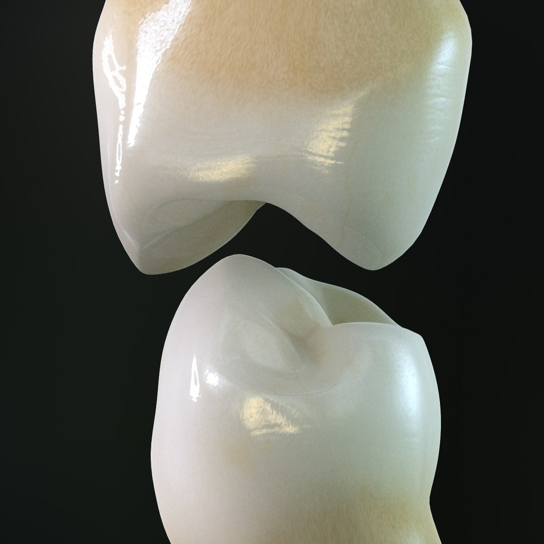 3d Teeth Premolars Model