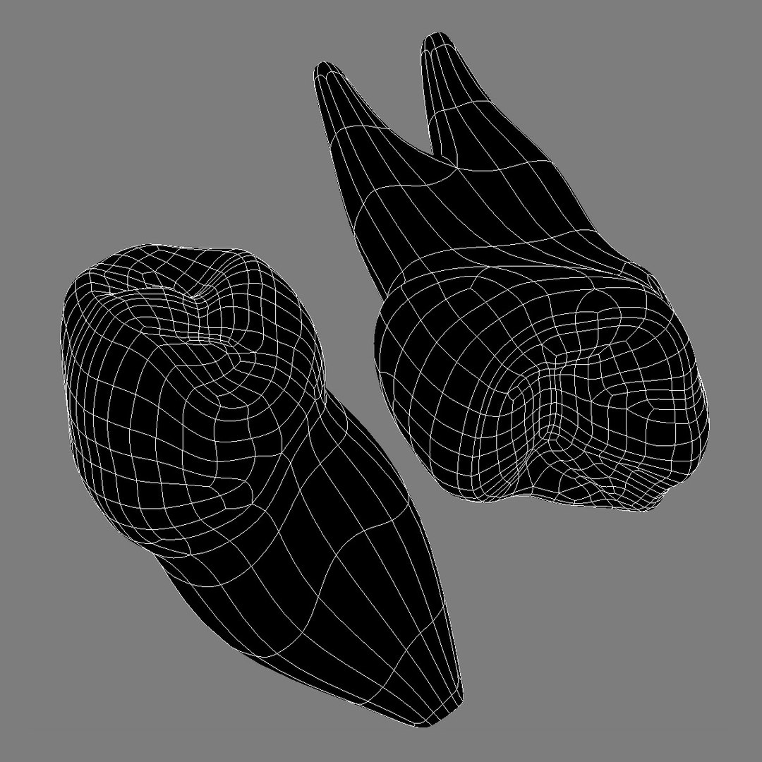 3d Teeth Premolars Model