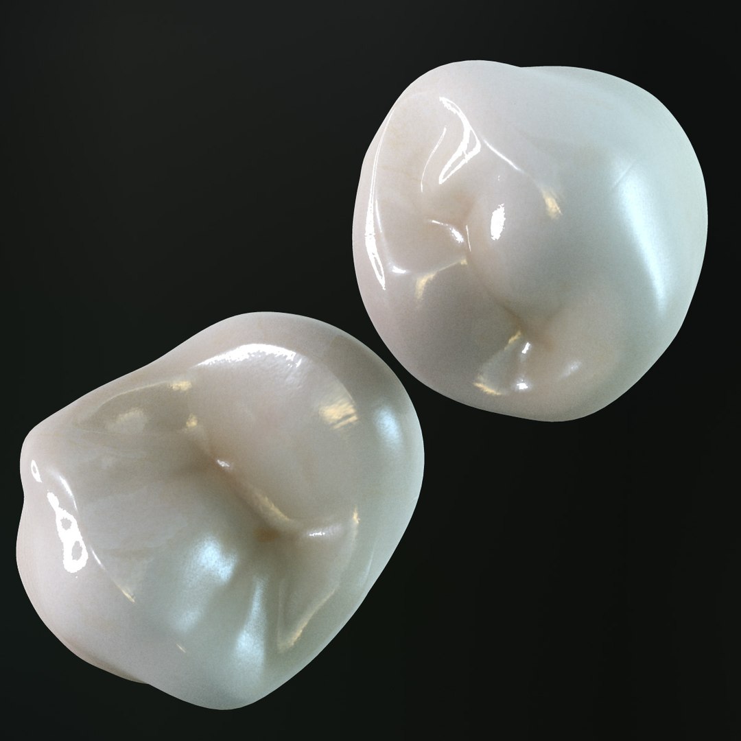 3d Teeth Premolars Model