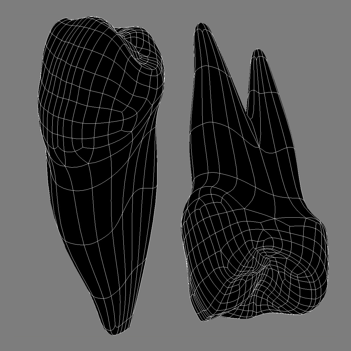 3d teeth premolars model