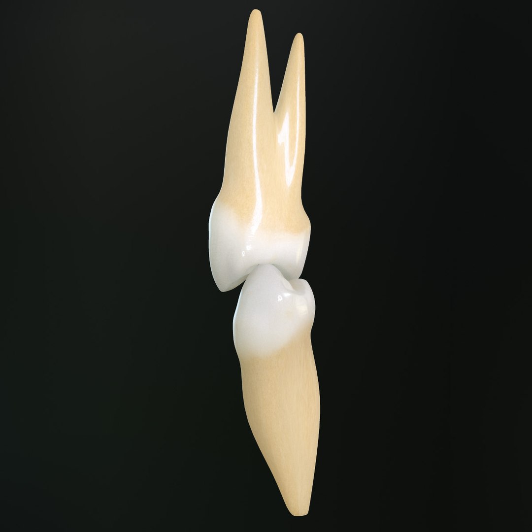 3d Teeth Premolars Model