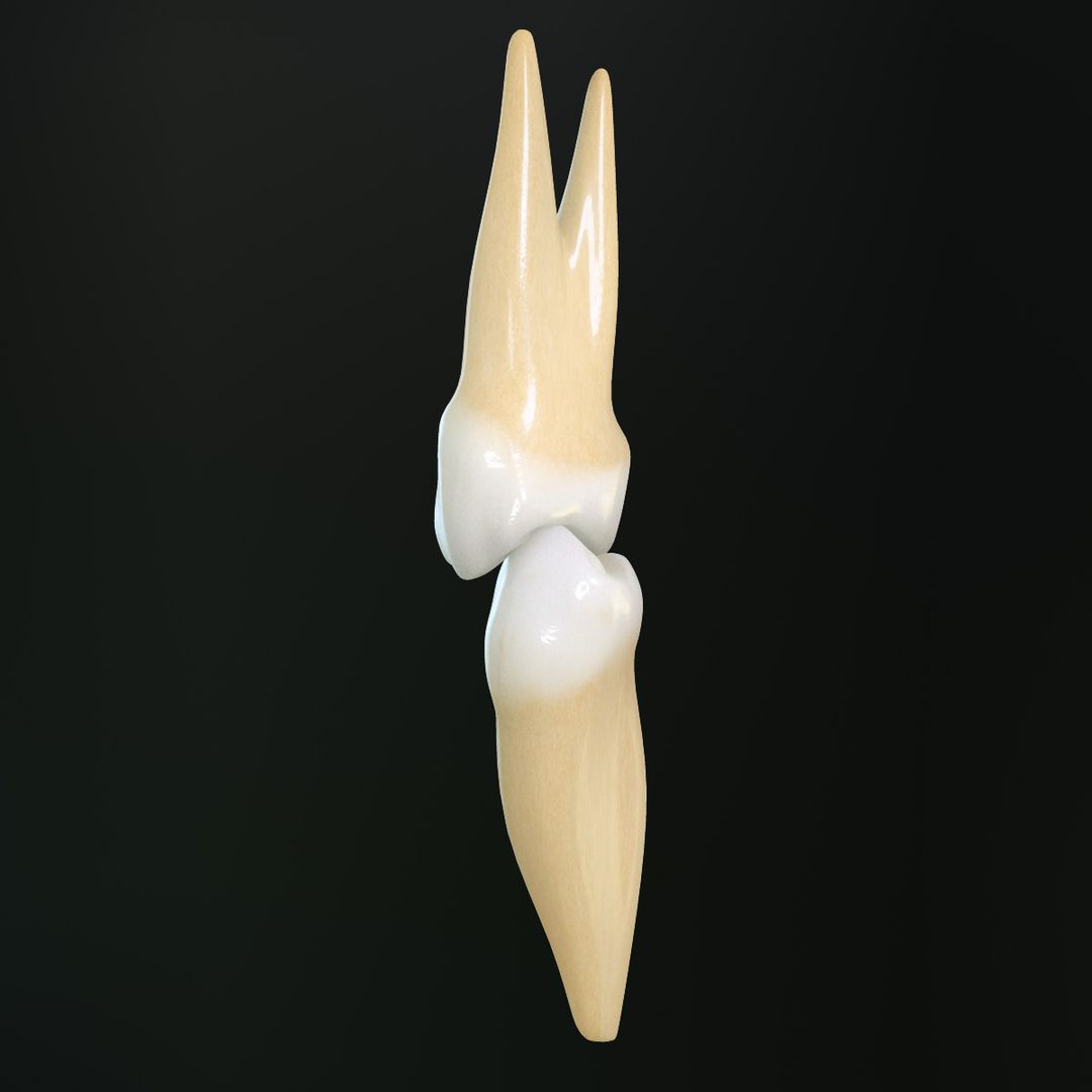 3d Teeth Premolars Model