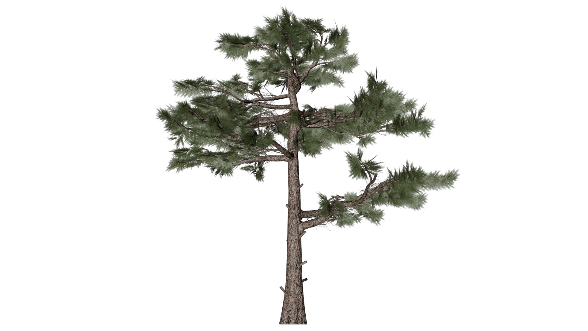 3D Huangshan Pine Tree - 04 - - TurboSquid 2373520