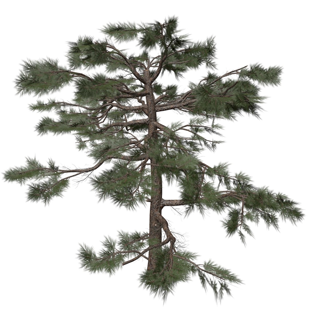 3D Huangshan Pine Tree - 04 - - TurboSquid 2373520