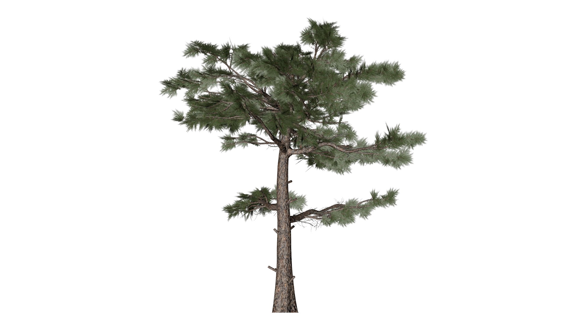 3D Huangshan Pine Tree - 04 - - TurboSquid 2373520