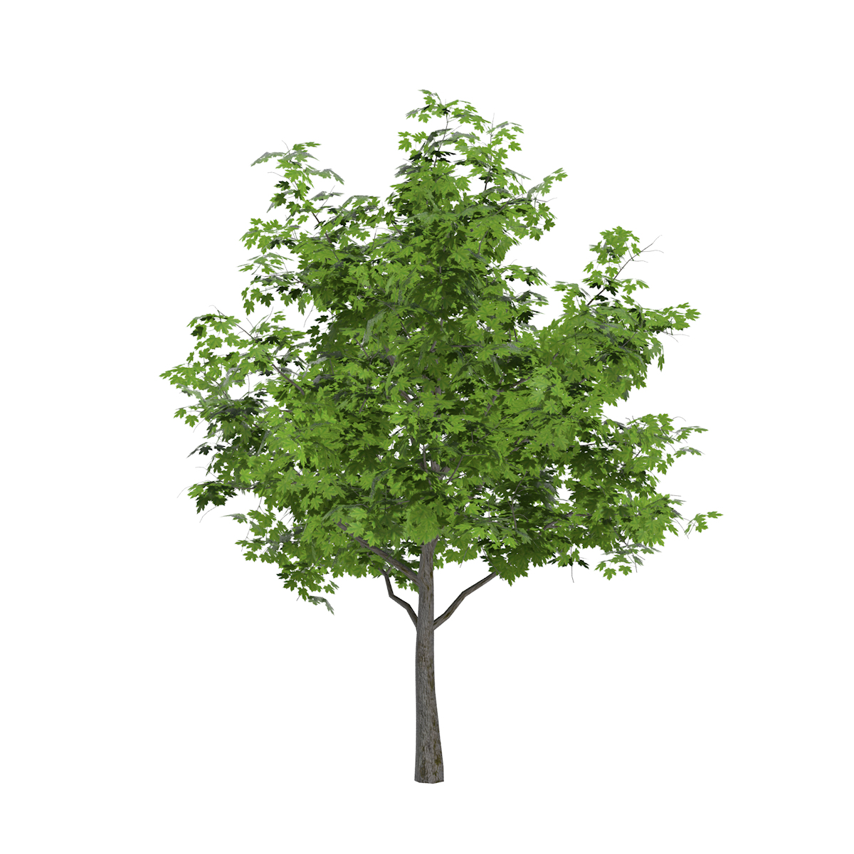 3D maple tree model - TurboSquid 1692732