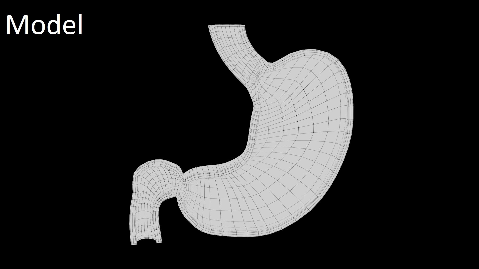 3D Stomach model - TurboSquid 1771610