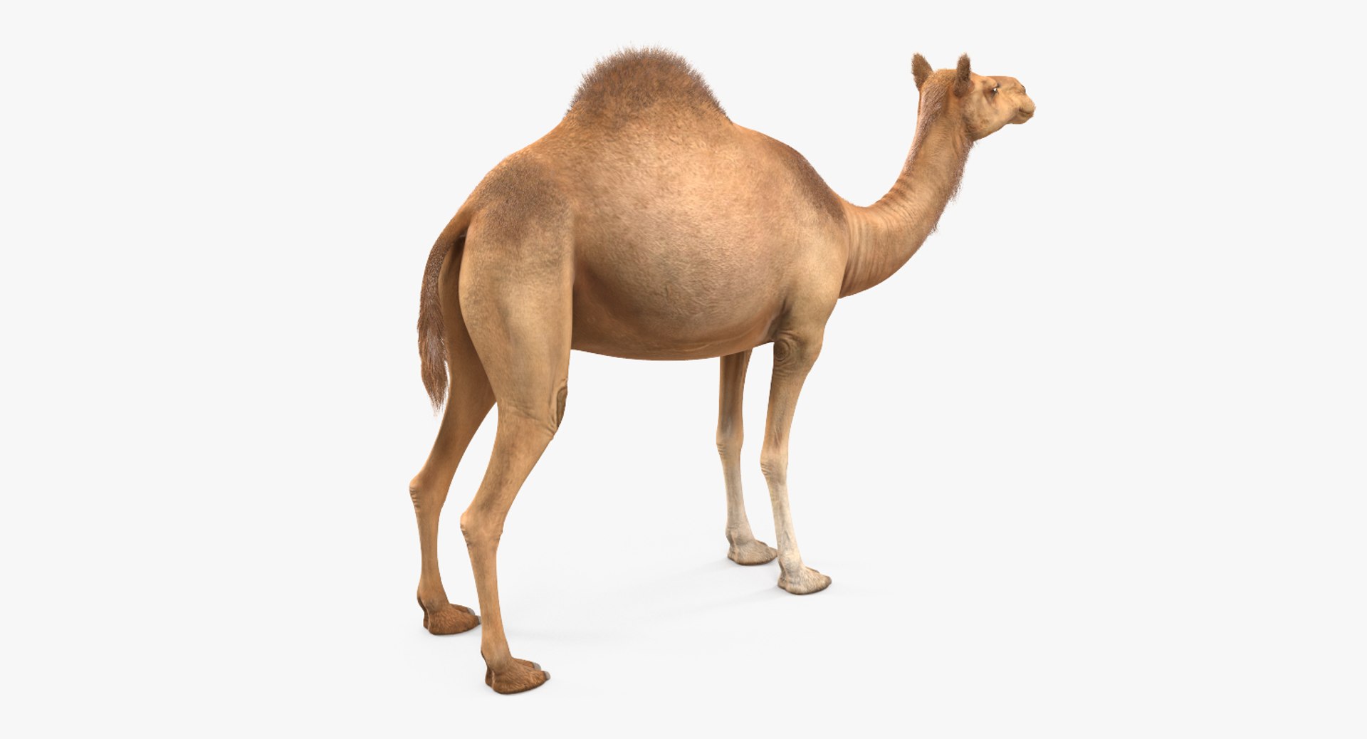 3ds Camel Realistic