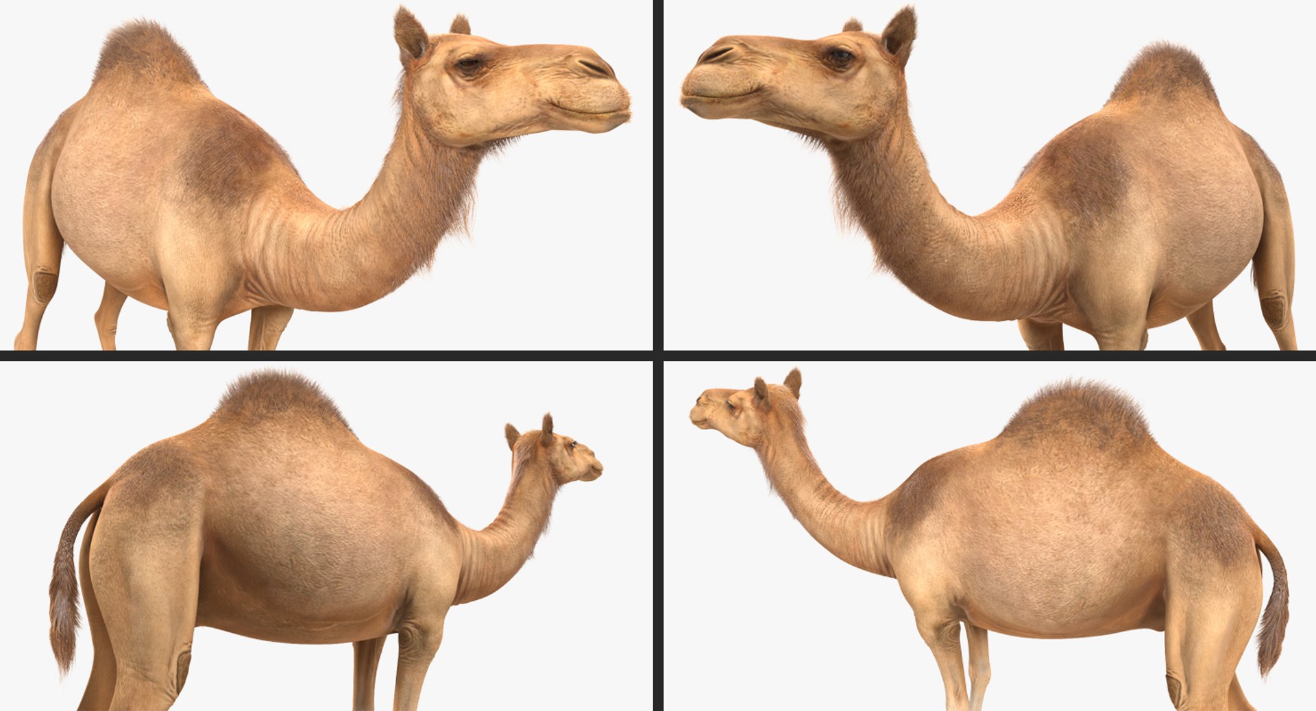 3ds Camel Realistic