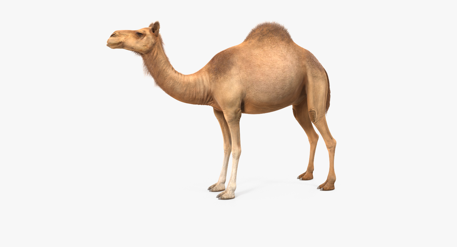3ds Camel Realistic