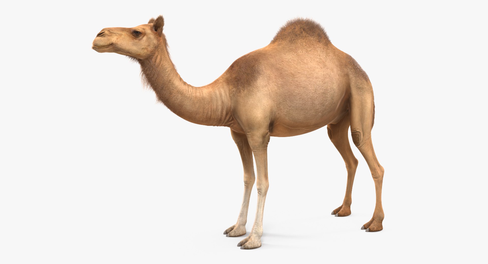 3ds Camel Realistic