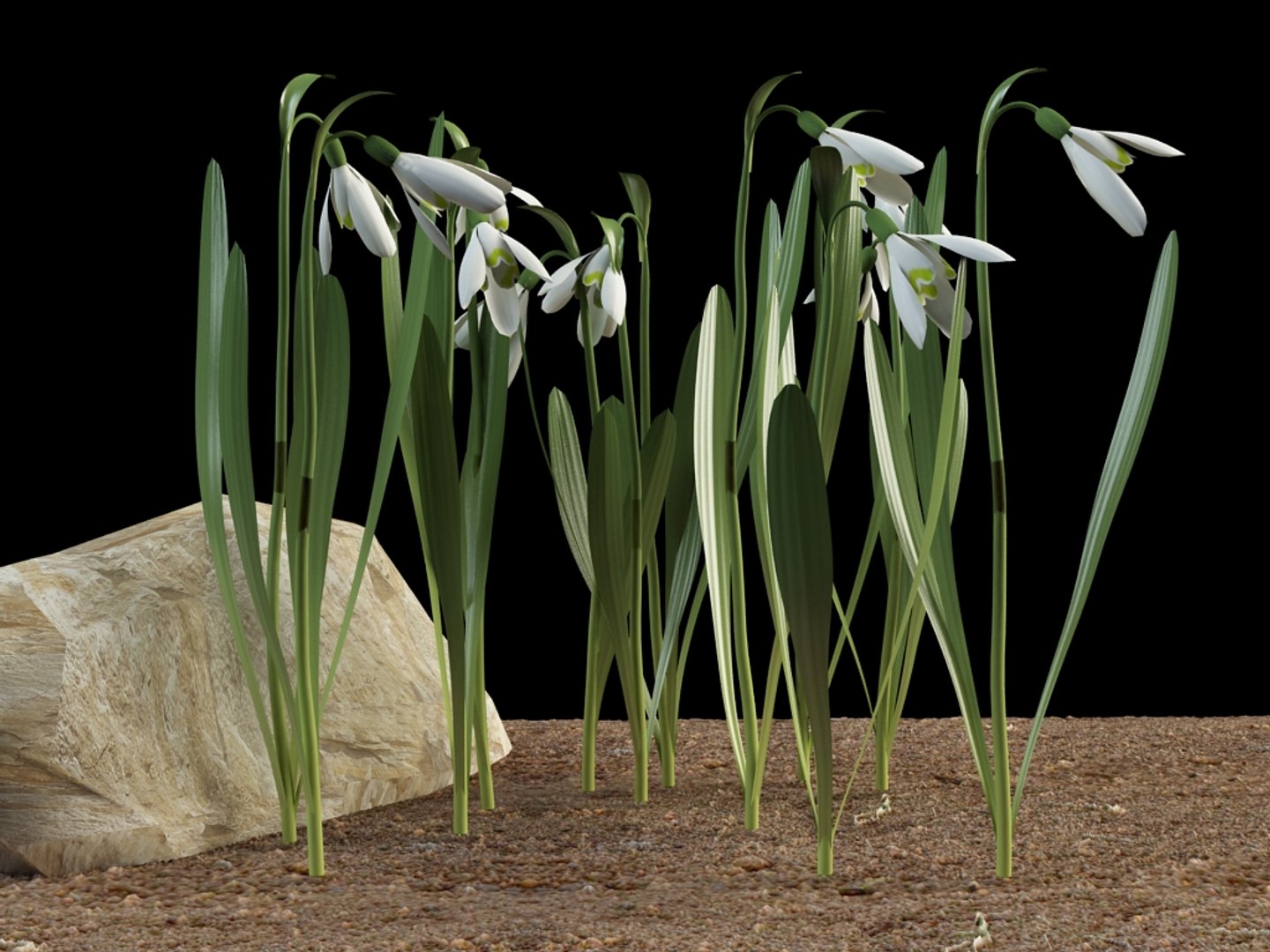 3d Galanthus Snowdrop Snow
