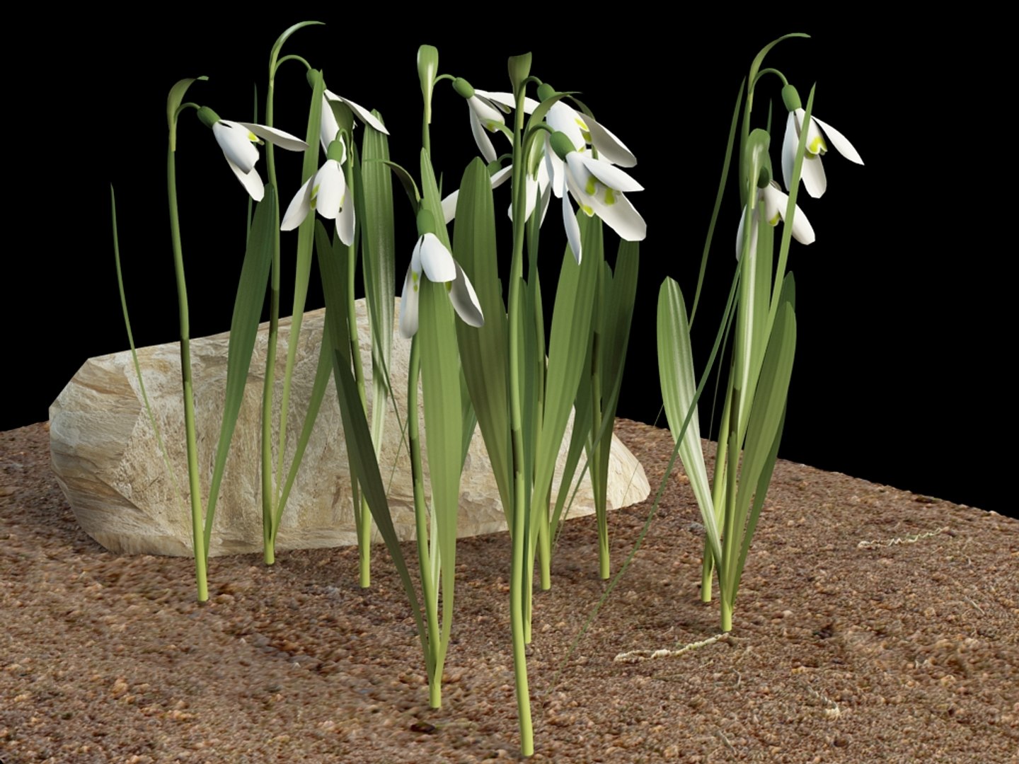 3d Galanthus Snowdrop Snow
