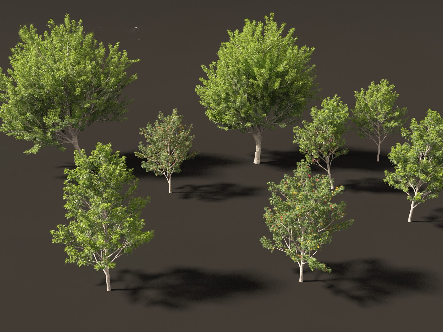 3D Acer saccharinum - Silver Maple 02 model - TurboSquid 2143273