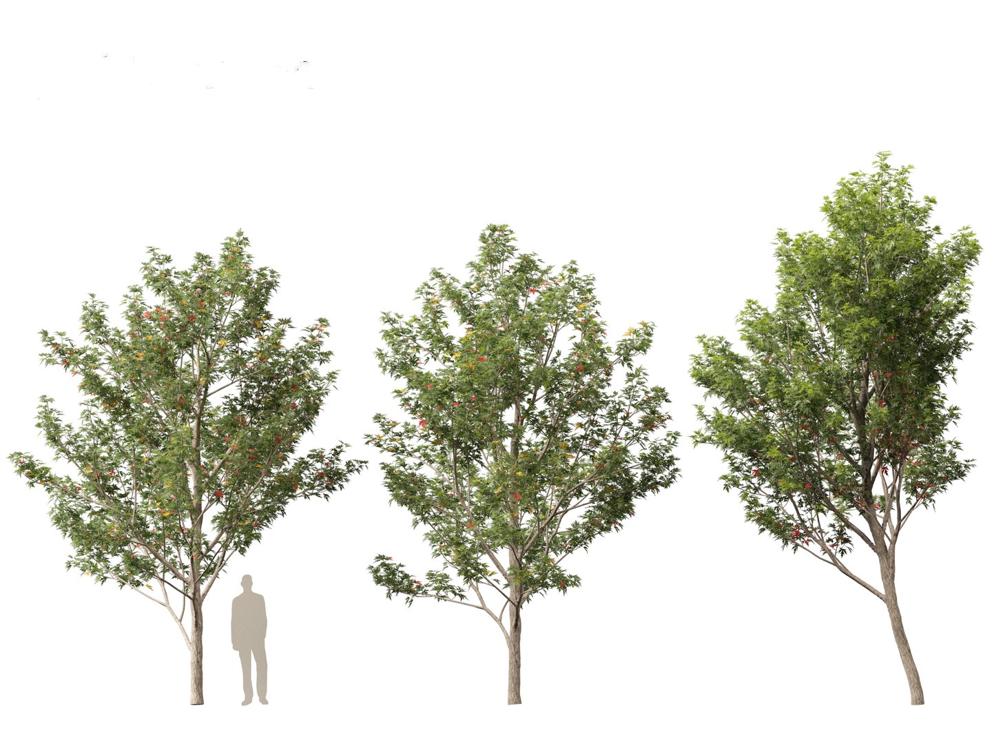 3D Acer saccharinum - Silver Maple 02 model - TurboSquid 2143273