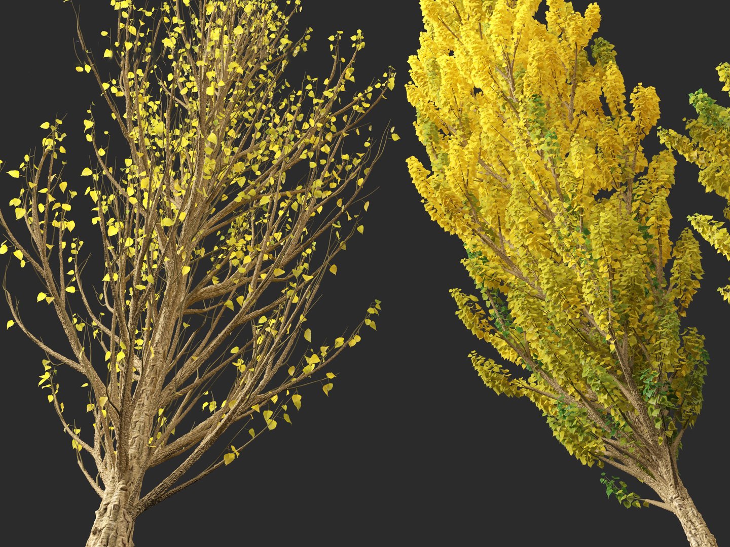 3D Populus Nigra - Lombardy Poplar Model - TurboSquid 2109518