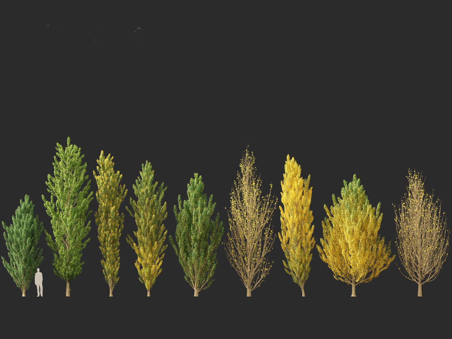 3D Populus Nigra - Lombardy Poplar Model - TurboSquid 2109518