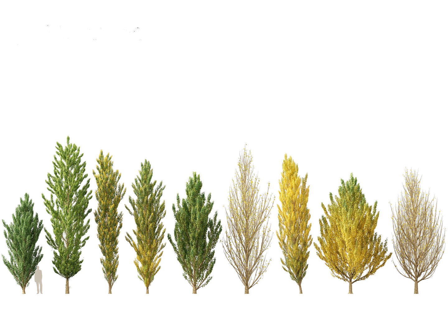 3D Populus Nigra - Lombardy Poplar Model - TurboSquid 2109518