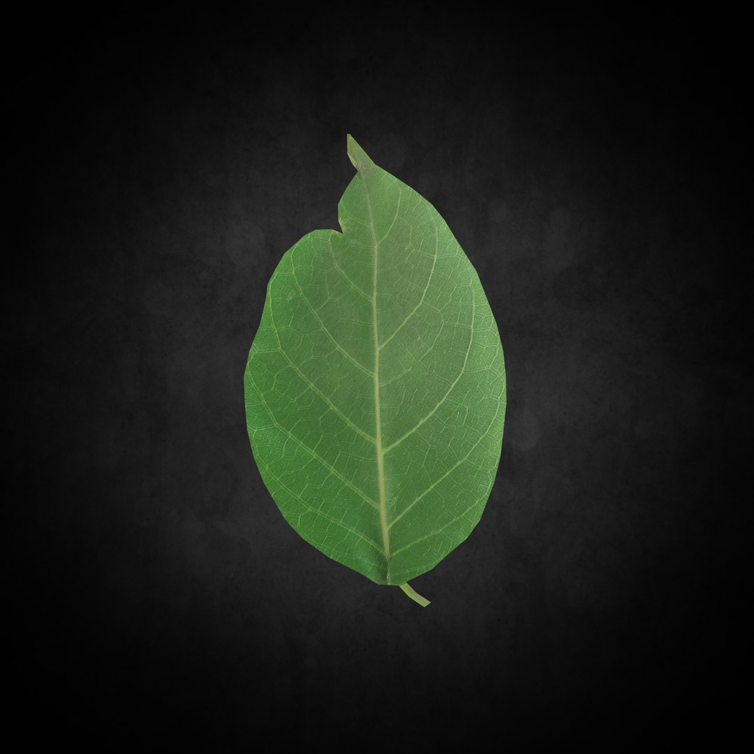 Low Poly Leaf 040 3D Model - TurboSquid 1852395