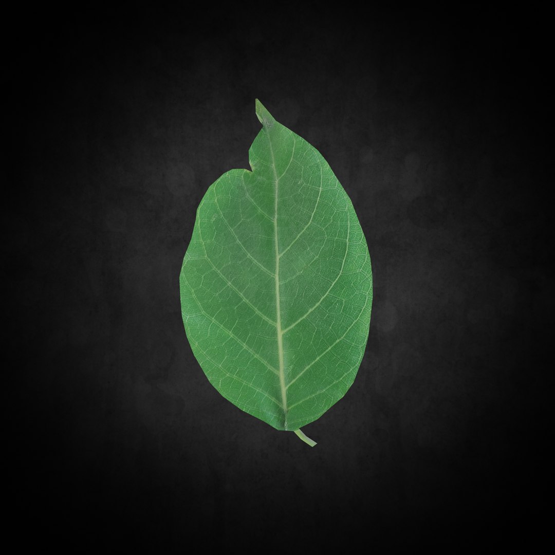 Low Poly Leaf 040 3D Model - TurboSquid 1852395