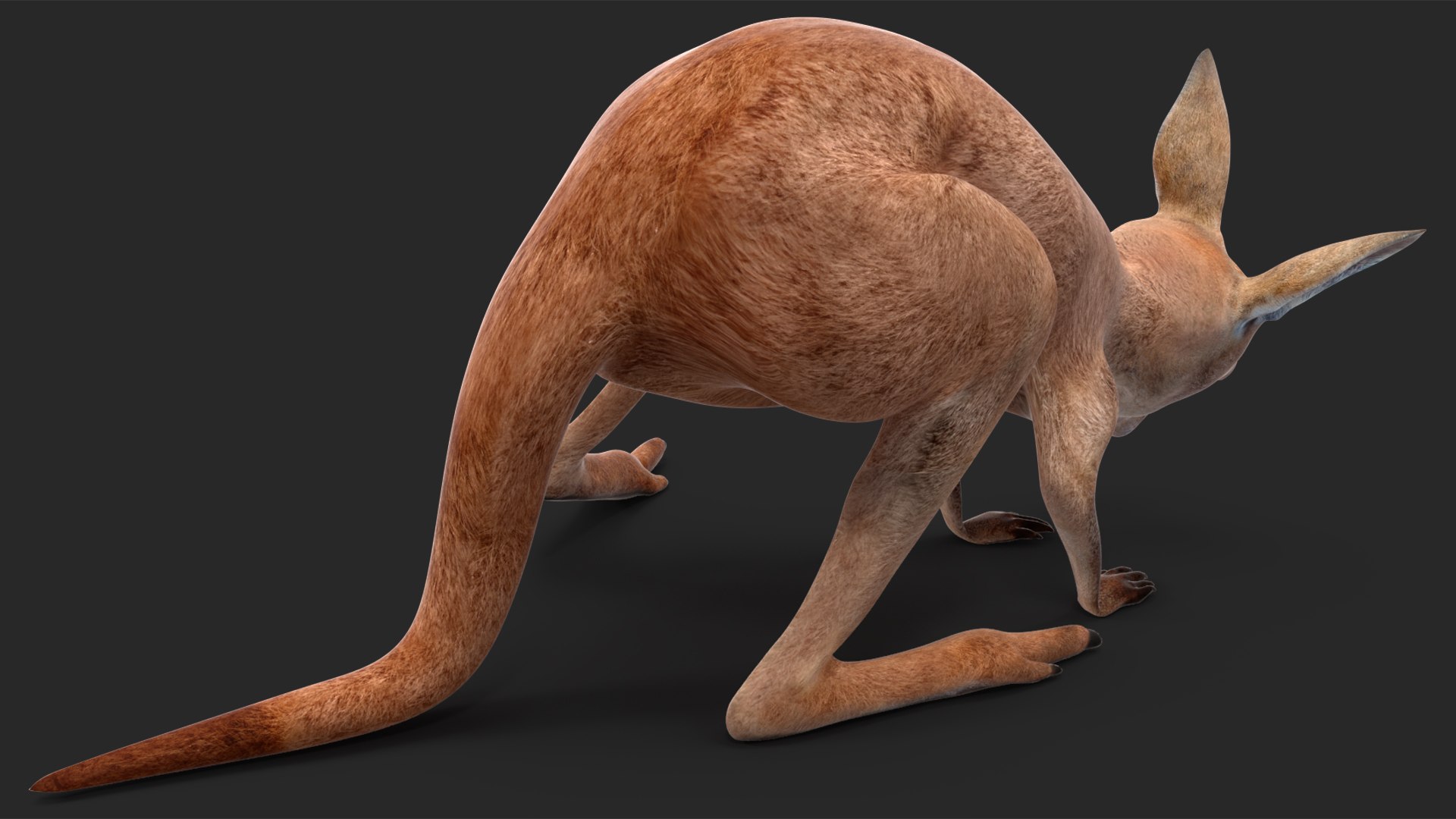 Baby Kangaroo Rigged For Maya 3D Model - TurboSquid 2253160