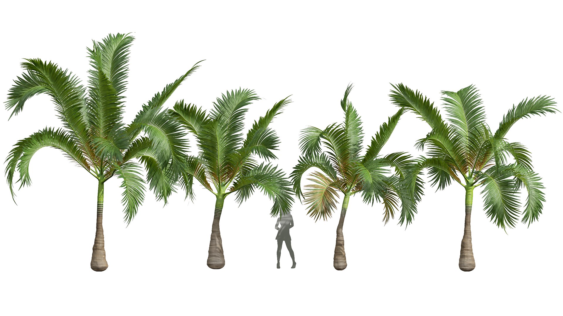 New Plant High Detail Areca Catechu Small 3D - TurboSquid 2183028