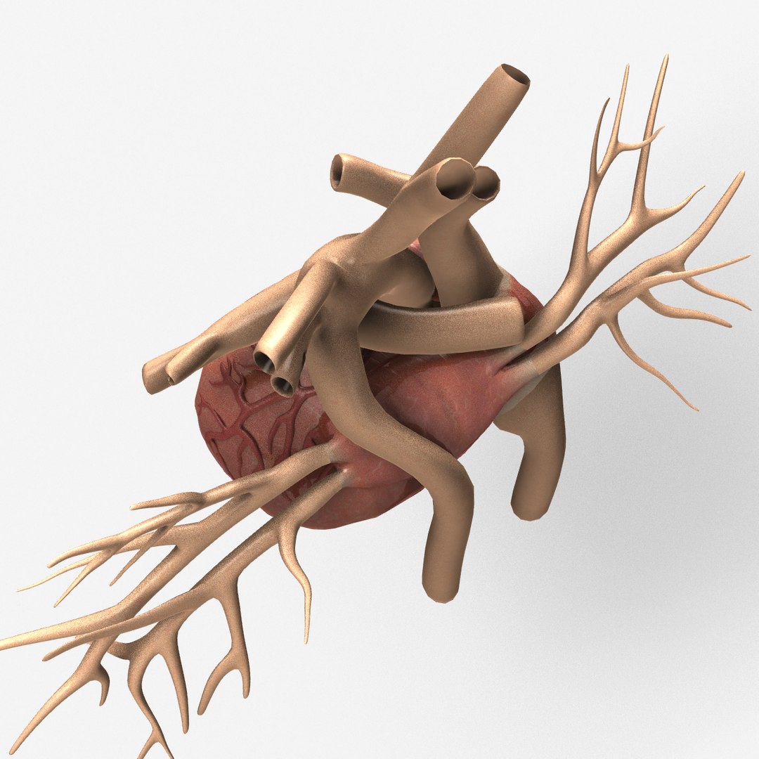 3d heart model