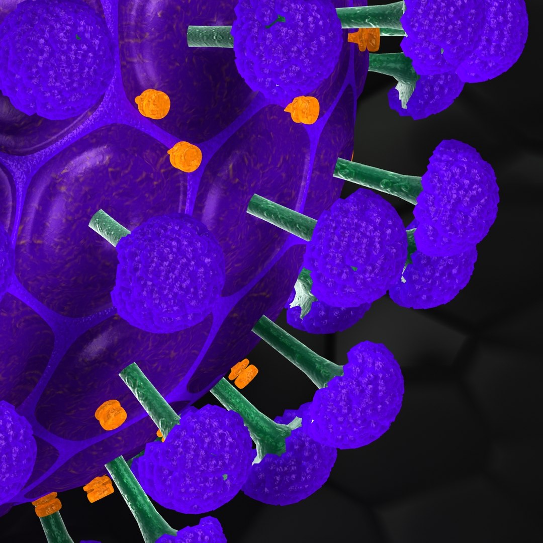 3d Model Virus Structure